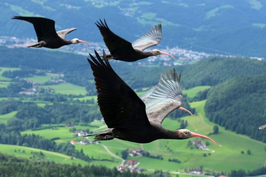 Giornata Mondiale della fauna selvatica · Alétheia Online